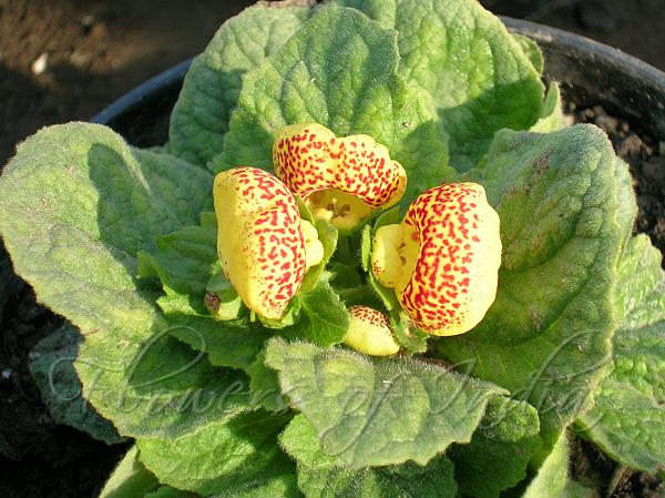 Calceolaria crenatiflora - Pocket Book Plant