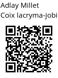 Coix lacryma-jobi - Adlay Millet
