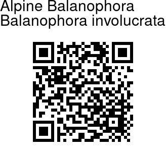 Balanophora involucrata - Alpine Balanophora