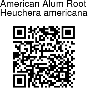 Heuchera americana - American Alum Root