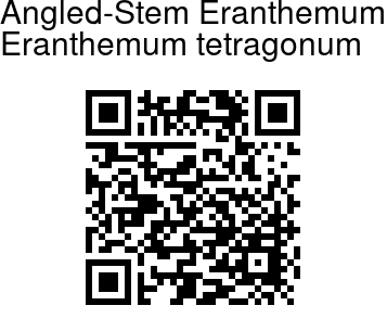 Eranthemum tetragonum - Angled-Stem Eranthemum