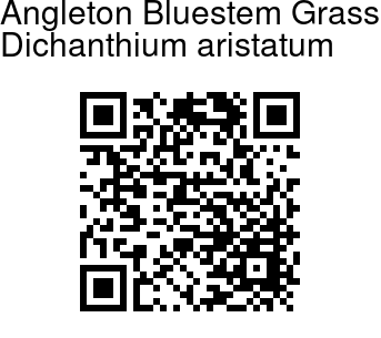 Dichanthium aristatum - Angleton Bluestem Grass