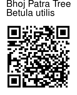 Betula utilis - Bhoj Patra Tree