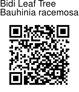 Bauhinia racemosa - Bidi Leaf Tree