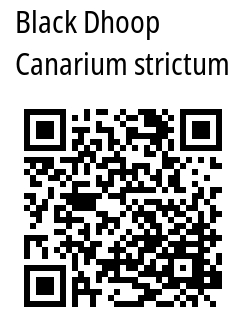 Canarium strictum - Black Dhoop