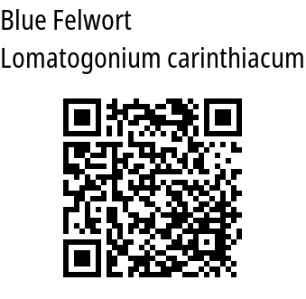 Lomatogonium carinthiacum - Blue Felwort
