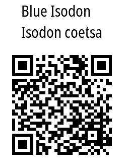 Isodon coetsa - Blue Isodon