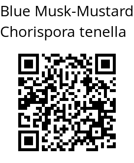 Chorispora tenella - Blue Musk-Mustard