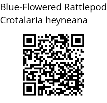 Crotalaria heyneana - Blue-Flowered Rattlepod