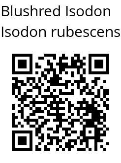 Isodon rubescens - Blushred Isodon
