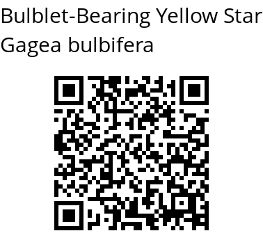 Gagea bulbifera - Bulblet-Bearing Yellow Star