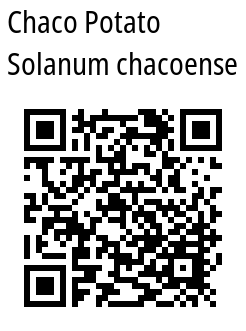 Solanum chacoense - Chaco Potato