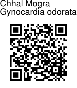Gynocardia odorata - Chhal Mogra