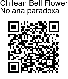 Nolana paradoxa - Chilean Bell Flower