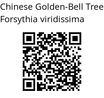 Forsythia viridissima - Chinese Golden-Bell Tree