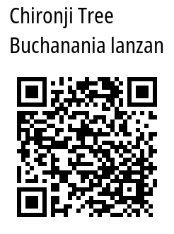 Buchanania lanzan - Chironji Tree