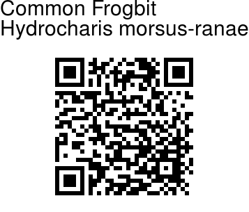 Hydrocharis morsus-ranae - Common Frogbit