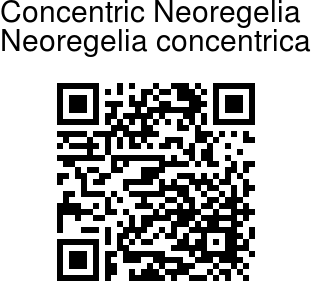 Neoregelia concentrica - Concentric Neoregelia