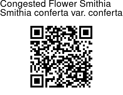 Smithia conferta var. conferta - Congested Flower Smithia