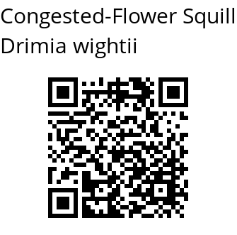 Drimia wightii - Congested-Flower Squill
