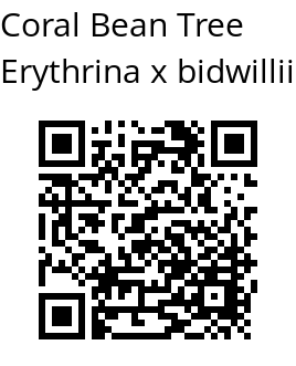 Erythrina x bidwillii - Coral Bean Tree