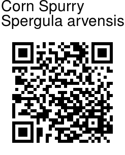 Spergula arvensis - Corn Spurry