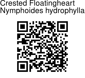 Nymphoides hydrophylla - Crested Floatingheart