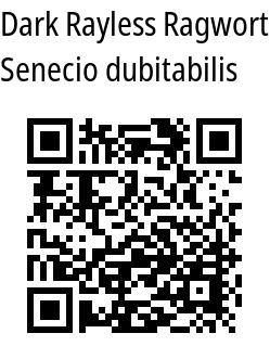 Senecio dubitabilis - Dark Rayless Ragwort