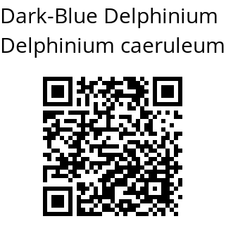 Delphinium caeruleum - Dark-Blue Delphinium