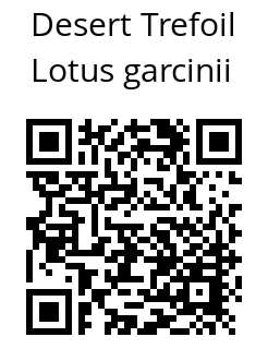 Lotus garcinii - Desert Trefoil