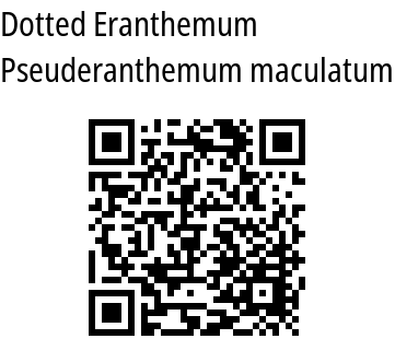 Pseuderanthemum maculatum - Dotted Eranthemum