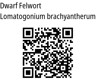 Lomatogonium brachyantherum - Dwarf Felwort