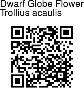 Trollius acaulis - Dwarf Globe Flower