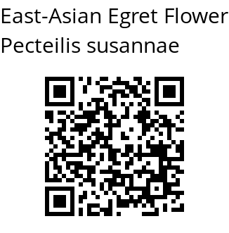 Pecteilis susannae - East-Asian Egret Flower