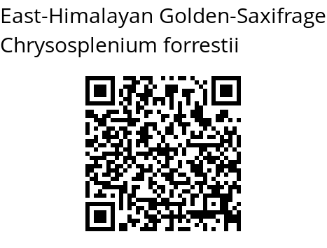 Chrysosplenium forrestii - East-Himalayan Golden-Saxifrage