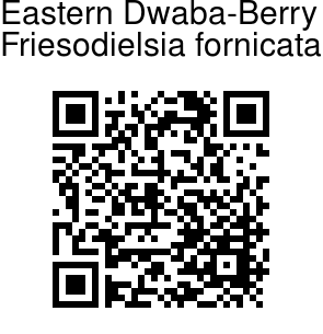 Friesodielsia fornicata - Eastern Dwaba-Berry