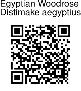 Distimake aegyptius - Egyptian Woodrose