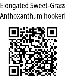 Anthoxanthum hookeri - Elongated Sweet-Grass