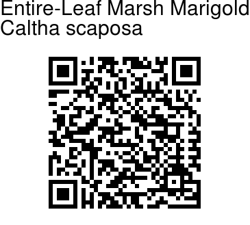 Caltha scaposa - Entire-Leaf Marsh Marigold