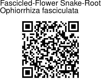 Ophiorrhiza fasciculata - Fascicled-Flower Snake-Root