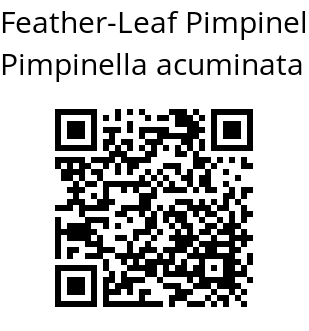 Pimpinella acuminata - Feather-Leaf Pimpinel