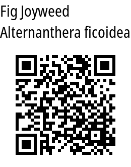 Alternanthera ficoidea - Fig Joyweed