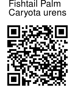 Caryota urens - Fishtail Palm