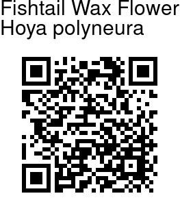 Hoya polyneura - Fishtail Wax Flower