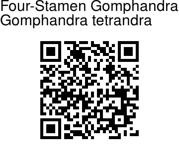 Gomphandra tetrandra - Four-Stamen Gomphandra