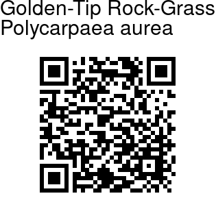 Polycarpaea aurea - Golden-Tip Rock-Grass