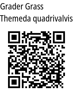 Themeda quadrivalvis - Grader Grass