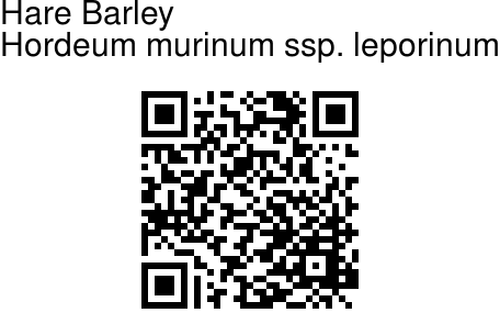 Hordeum murinum ssp. leporinum - Hare Barley