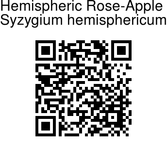 Syzygium hemisphericum - Hemispheric Rose-Apple