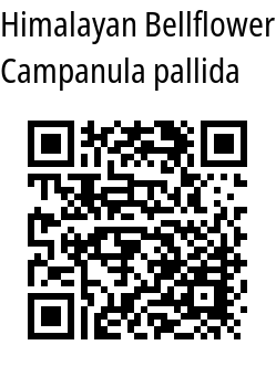 Campanula pallida - Himalayan Bellflower